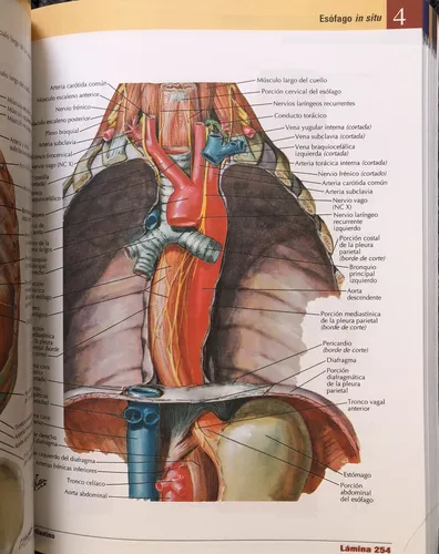 Netter Atlas De Anatomía Humana 8- Abordaje Por Sistemas | Cuotas sin ...
