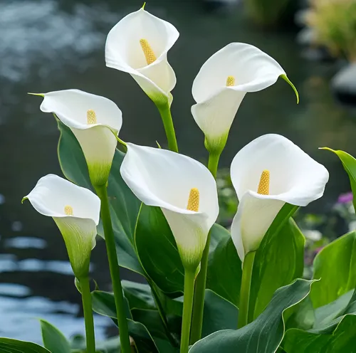 50 Semillas De Flor De Alcatraz Blanco | MercadoLibre