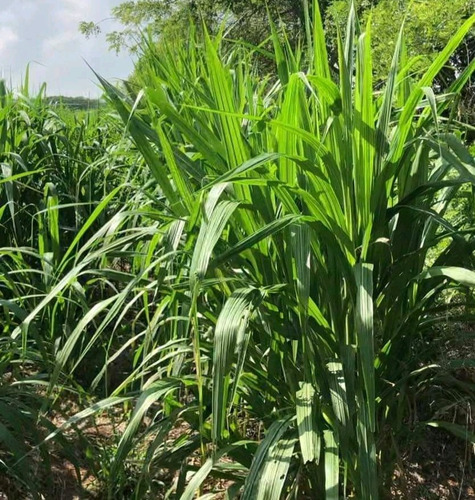 Semilla Pasto Cuba 22, 10 Kilos Envio Gratis | Envío gratis Semilla Pasto Cuba 22, 10 Kilos Envio Gratis | Envío gratis