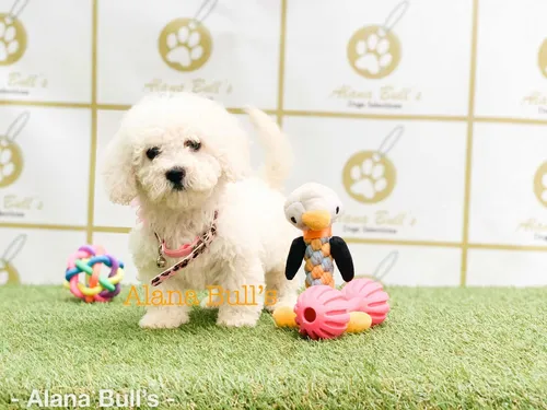 Poodle Mini Toy en venta en Lima Lima por sólo S/. 800.00 - OCompra.com ... Poodle Mini Toy en venta en Lima Lima por sólo S/. 800.00 - OCompra.com ...