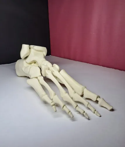 Hueso Del Pie Humano Anatomía Maqueta Educativo En Venta En Por Sólo 300000 Ocompra