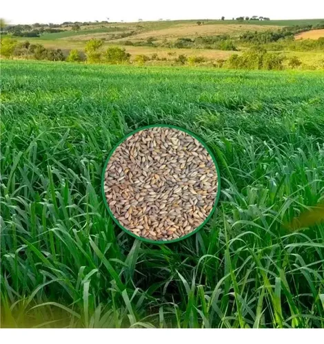 Sementes Novas 1kg Brachiaria Brizantha Marandú Braquiarão ...