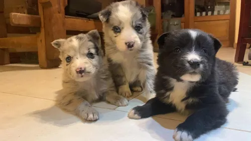 Cachorros Border Collie Puros. en venta en Lobos Buenos Aires Interior ... Cachorros Border Collie Puros. en venta en Lobos Buenos Aires Interior ...