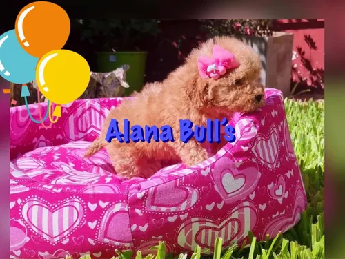 Poodle Mini Toy en venta en Lima Lima por sólo S/. 800.00 - OCompra.com ... Poodle Mini Toy en venta en Lima Lima por sólo S/. 800.00 - OCompra.com ...