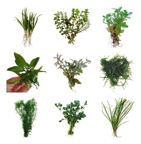Kit Plantas Aquario Lowtech 40 Plantas (fácil Manutenção) | MercadoLivre Kit Plantas Aquario Lowtech 40 Plantas (fácil Manutenção) | MercadoLivre