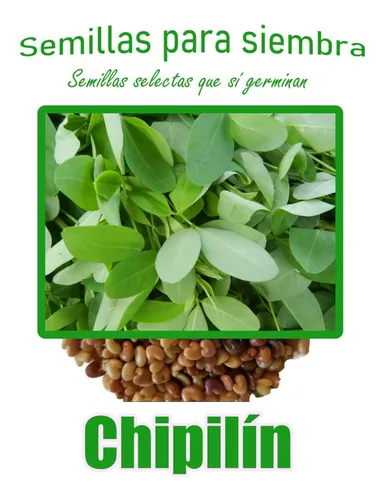 Semillas De Chipilín 24 Semillas Meses Sin Interés