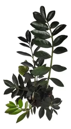 Planta Zamioculcas Black Zamicro Ornamental P11 Dark Preto ...