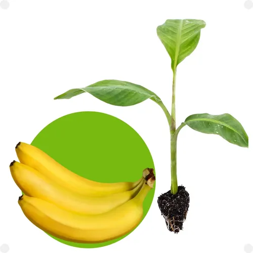 2 Mudas De Banana Nanica Embrapa | Parcelamento sem juros