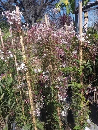 Jazmin Trepador, Jazmin Chino, Jasminum Polyanthum 10lts Jazmin Trepador, Jazmin Chino, Jasminum Polyanthum 10lts