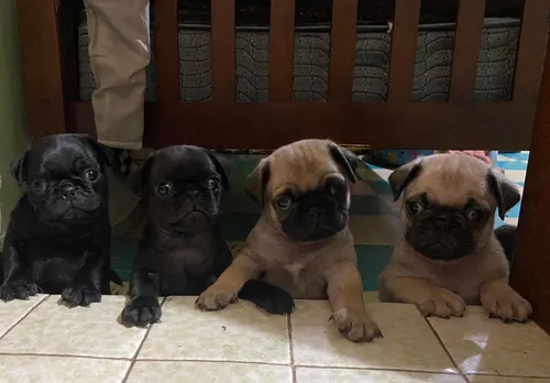 Cachorros Pug Color Negro Y Cervato en venta en San Salvador El Verde ... Cachorros Pug Color Negro Y Cervato en venta en San Salvador El Verde ...