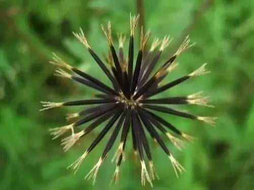 Picão Preto / Erva Carrapicho Sementes Para Plantio | Parcelamento sem ...