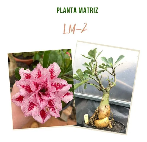 Rosa Do Deserto Tripla Matriz Lm-2 | Frete grátis Rosa Do Deserto Tripla Matriz Lm-2 | Frete grátis