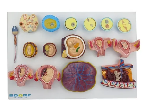 Fertilização Humana E Desenvolvimento Embrionário Anatomia ... Fertilização Humana E Desenvolvimento Embrionário Anatomia ...
