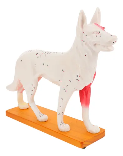 Anatomía Veterinaria Canina Prime Anatomical Dog Model Acupu | Meses ...