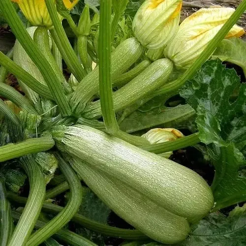 Calabaza Larga 10 Semillas Hortaliza Planta De Sol | MercadoLibre