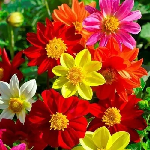 Semillas De Dalia Enana Mignón / Colores Variados | Cuotas sin interés Semillas De Dalia Enana Mignón / Colores Variados | Cuotas sin interés