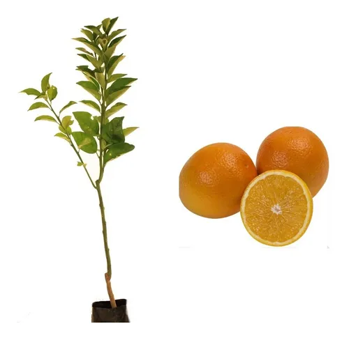 Muda De Laranja Seleta - Enxertada! | MercadoLivre Muda De Laranja Seleta - Enxertada! | MercadoLivre