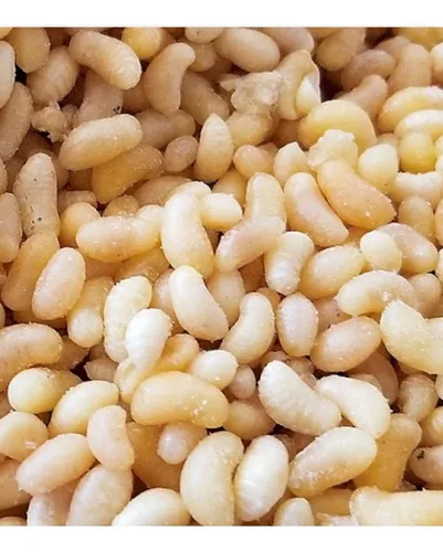 1 Kg Escamoles (envios En Monterrey Solamente) | Meses sin interés