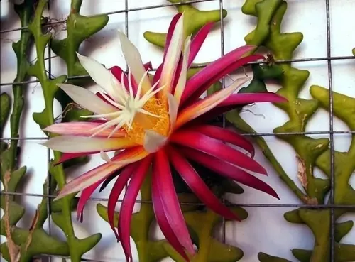 2 Muda De Cryptocereus Anthonyanus (cacto Sianinha) Com Raiz | MercadoLivre