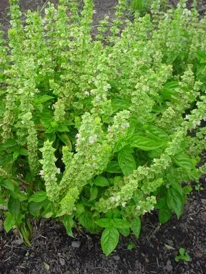 Albacar (flor) 125gr Planta Organica Seca