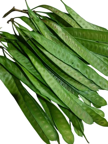 Guaje Guash Verde 20 Semillas Guisados Salsas Envio Gratis | Envío gratis