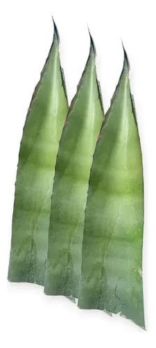 3 Pencas De Maguey, Para Barbacoa 25x80cm | Meses sin interés