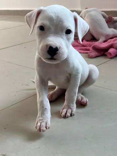 Venta Dogo Argentino Cali Animal Pets Colombia Blanco | Cuotas sin interés