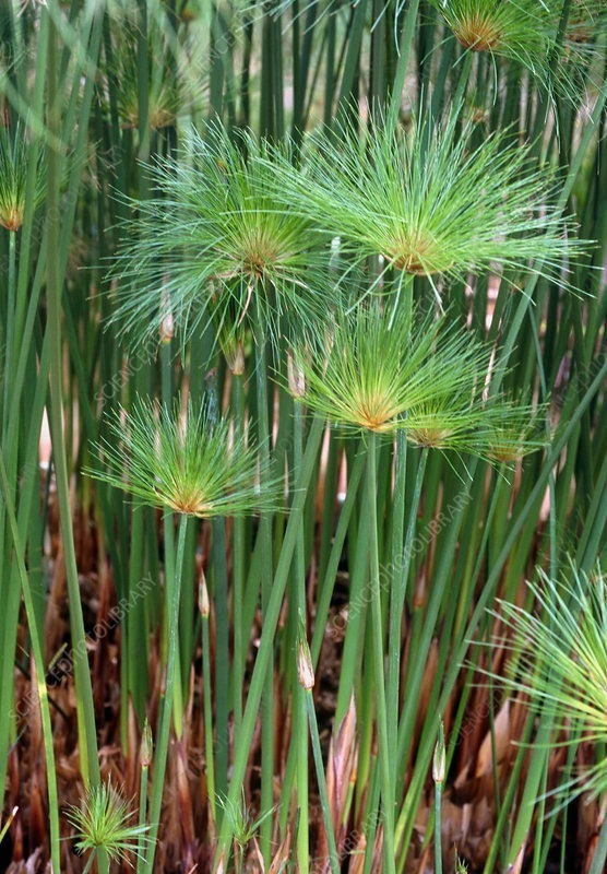 Papiro Egipcio / Cyperus Papyrus / Planta Ornamental | VIVEROMAHUIDA