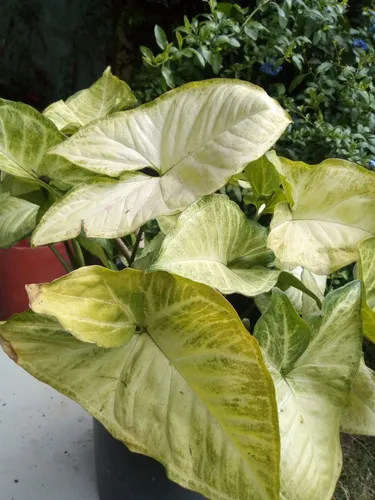 Syngonium Punta De Flecha Planta Interior Planta De 3 Años Syngonium Punta De Flecha Planta Interior Planta De 3 Años