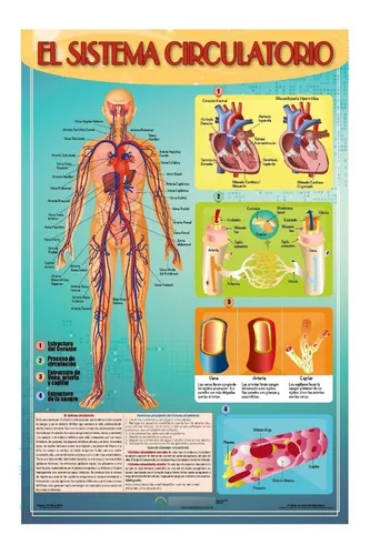 Poster El Sistema Circulatorio | MercadoLibre Poster El Sistema Circulatorio | MercadoLibre