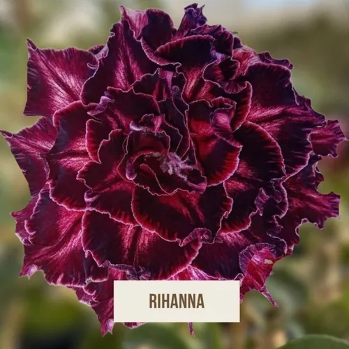 Muda Enxerto Rosa Do Deserto Enxerto Rihanna | Parcelamento sem juros Muda Enxerto Rosa Do Deserto Enxerto Rihanna | Parcelamento sem juros