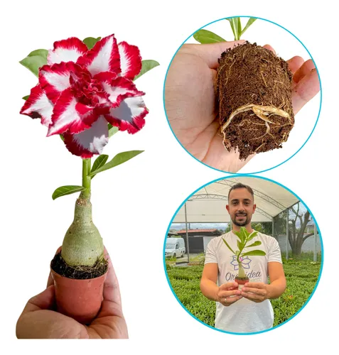 Rosa Do Deserto Muda Ferrari Dupla Tripla Enxertada Rara | MercadoLivre Rosa Do Deserto Muda Ferrari Dupla Tripla Enxertada Rara | MercadoLivre