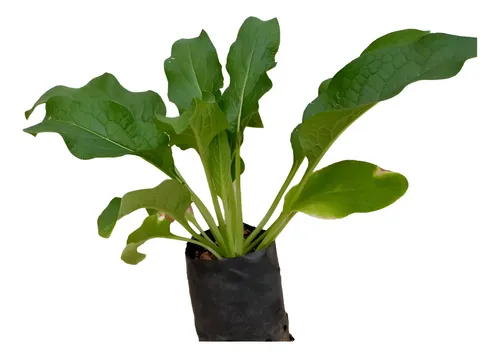 Consuelda Mayor - Symphytum Officinale 1 Planta De 20 Cm | Meses sin ...