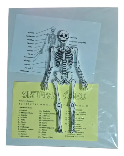 Sistema Óseo Maqueta Para Armar | MercadoLibre Sistema Óseo Maqueta Para Armar | MercadoLibre