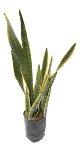 Planta Espada Del Rey | Meses sin interés