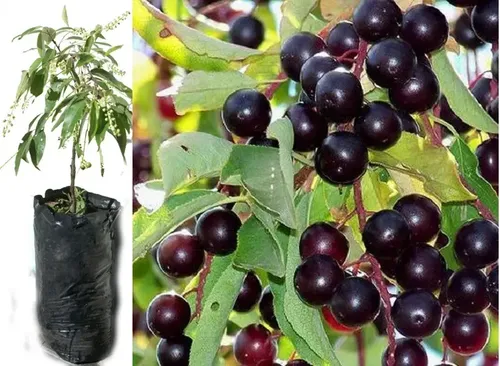 Planta De Capuli Arboles Frutales Para La Sierra Ecuador | MercadoLibre