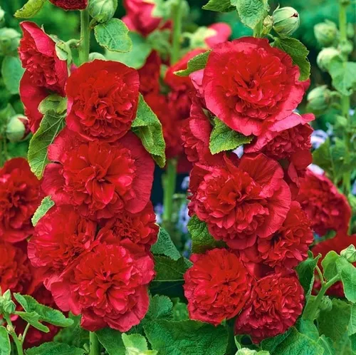 Semillas De Malva Alcea Rosea Hollyhock Roja Doble Semillas De Malva Alcea Rosea Hollyhock Roja Doble