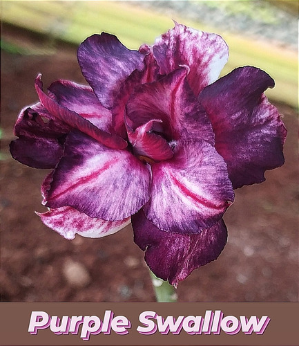Rosa Do Deserto Purple Swallow Muda De Enxerto + Brinde | Parcelamento ... Rosa Do Deserto Purple Swallow Muda De Enxerto + Brinde | Parcelamento ...