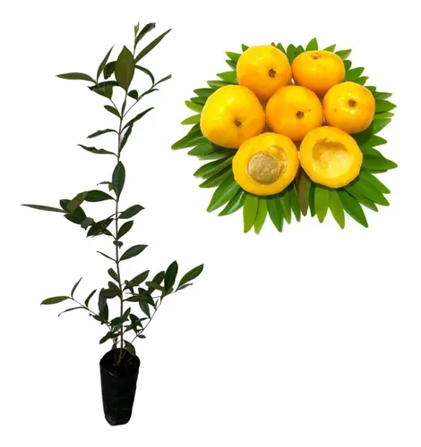 Rosa do Deserto de Pernambuco