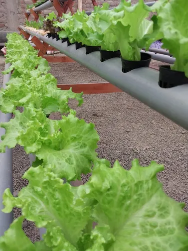 Módulo Nft Piramidal 50 Plantas Hidroponía Cultivo En Casa en venta en ... Módulo Nft Piramidal 50 Plantas Hidroponía Cultivo En Casa en venta en ...