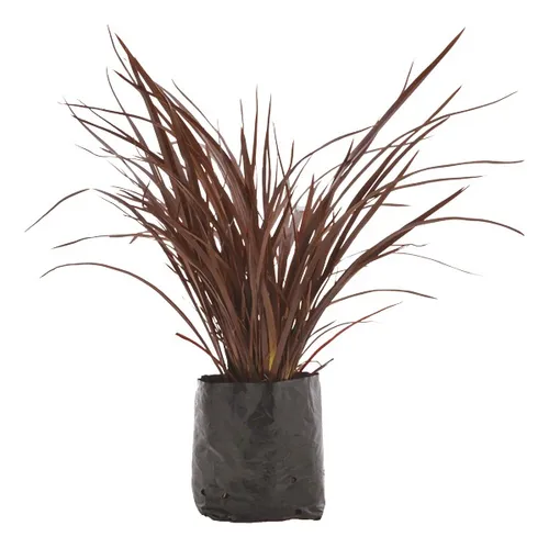 Formio Atropurpurea (formio Rojo) | Cuotas sin interés Formio Atropurpurea (formio Rojo) | Cuotas sin interés