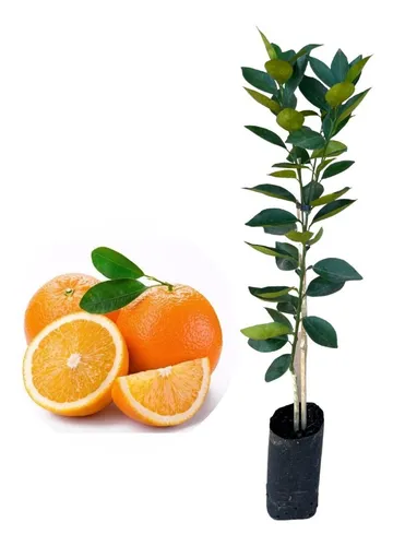 Muda De Laranja Seleta Enxertada Para Produzir Muda De Laranja Seleta Enxertada Para Produzir