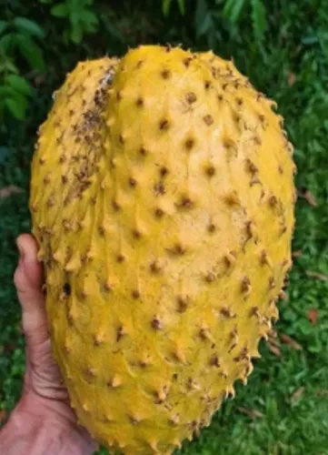 Guanabana Amarilla Australiana Golden Frutales Raros Enano | Meses sin interés