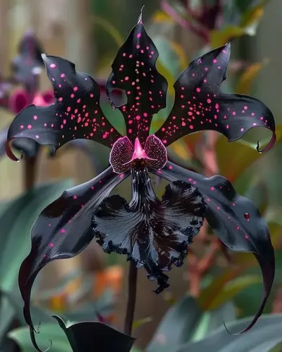 Planta Orquídea Negra, Nueva Especie + Regalo Gratis | Envío gratis
