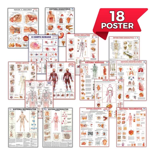 Mapa Reprodutor Feminino Corpo Humano Medicina sistema Anatomia Poster👌 ... Mapa Reprodutor Feminino Corpo Humano Medicina sistema Anatomia Poster👌 ...