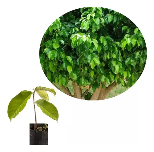 Muda De Fícus Benjamim Verde Pequena Figueira Linda | MercadoLivre
