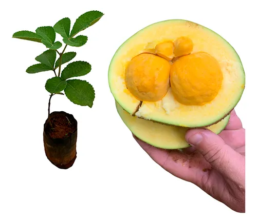 Kit 2 Mudas De Pequi Do Cerrado Goiano - Pequi Amarelo | MercadoLivre Kit 2 Mudas De Pequi Do Cerrado Goiano - Pequi Amarelo | MercadoLivre