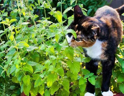 50 Semillas Para Planta Nepeta Cataria Catnip Menta De Gato 50 Semillas Para Planta Nepeta Cataria Catnip Menta De Gato