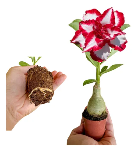 Rosa Deserto Muda Ferrari Dupla Tripla Enxertada No Vaso | MercadoLivre Rosa Deserto Muda Ferrari Dupla Tripla Enxertada No Vaso | MercadoLivre