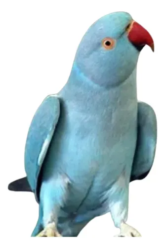 Apostila Como Criar Ring Neks | Parcelamento sem juros